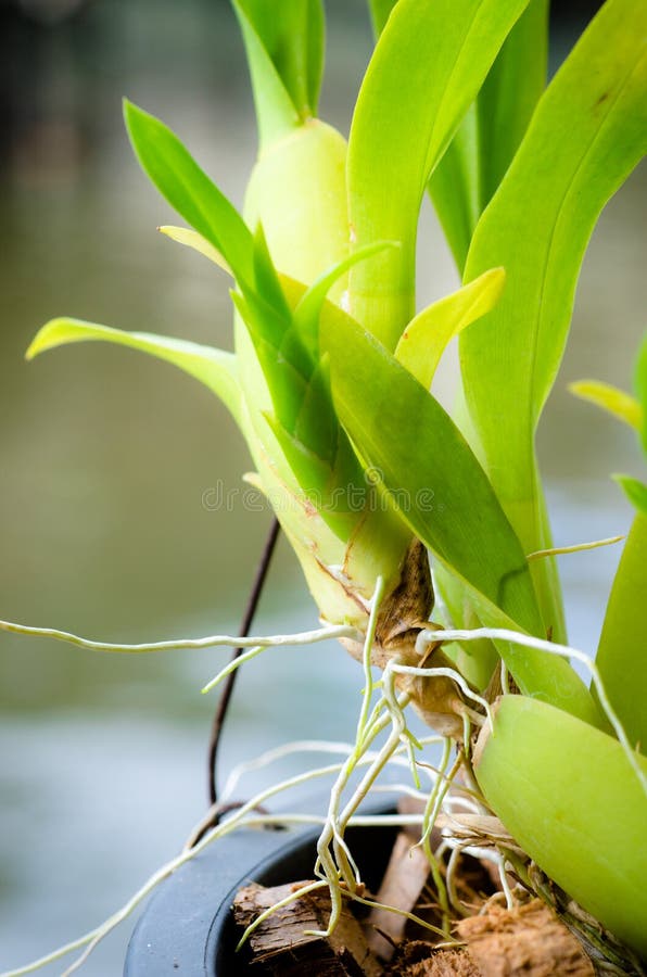 Root of orchid stock photo. Image of parasite, tree, garden - 55880932