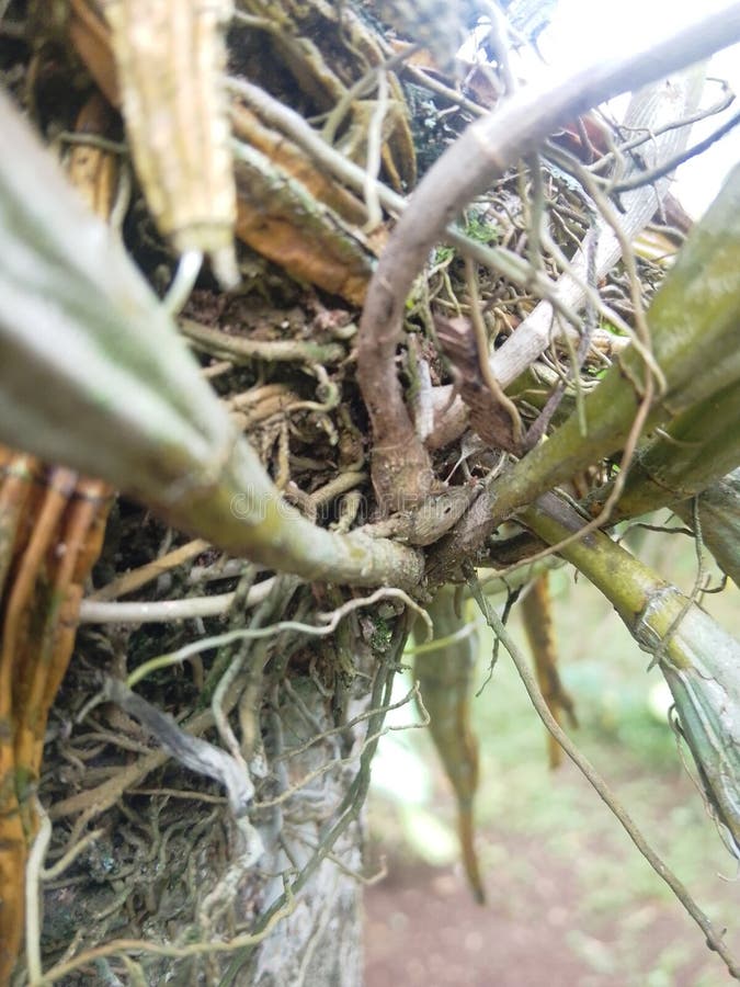 Root of orchid plants stock image. Image of orchid, plants - 369185839