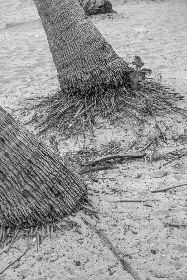 Root of palm tree stock photo. Image of peaceful, exotic - 59246792