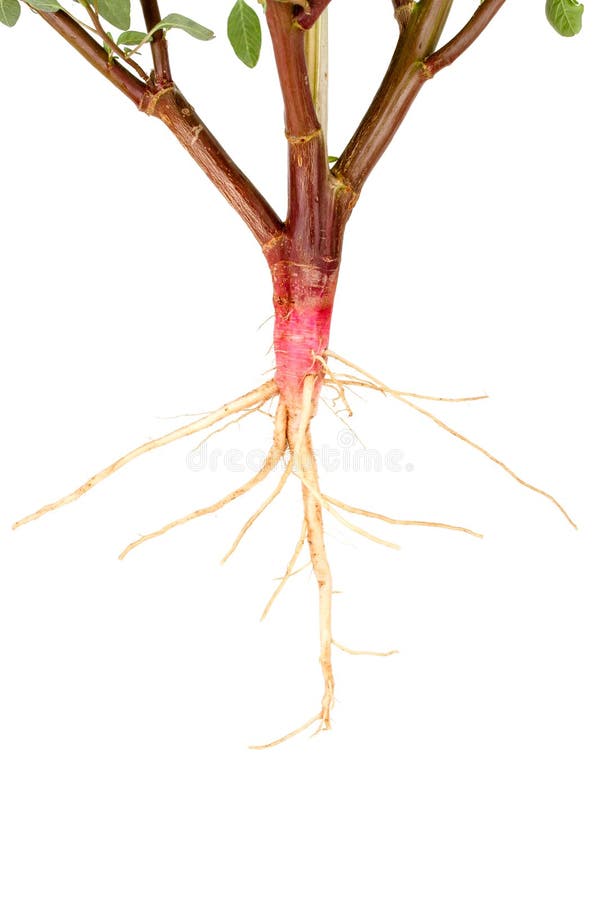 Root of Palmer Amaranth. stock photo. Image of close - 125438082