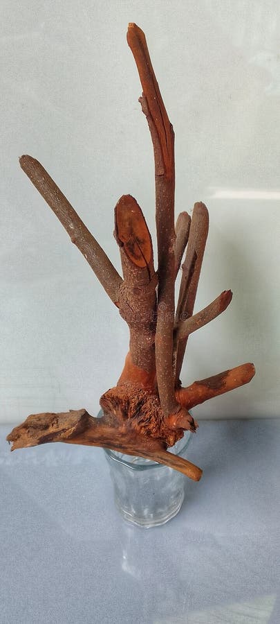 The parasite of the tree. stock photo. Image of catch - 165353036