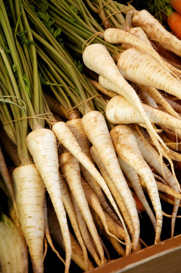Root Parsley stock photo. Image of food, agriculture - 20696704