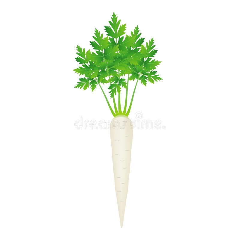 Root Parsley with Leaves on a White Background. Stock Vector ...