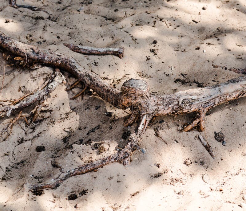 The Root of a Pine Tree in the Seaside Sand Stock Photo - Image of ...