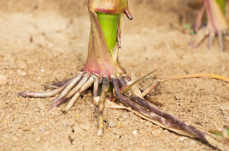 579 Corn Root Growth Stock Photos - Free & Royalty-Free Stock Photos ...