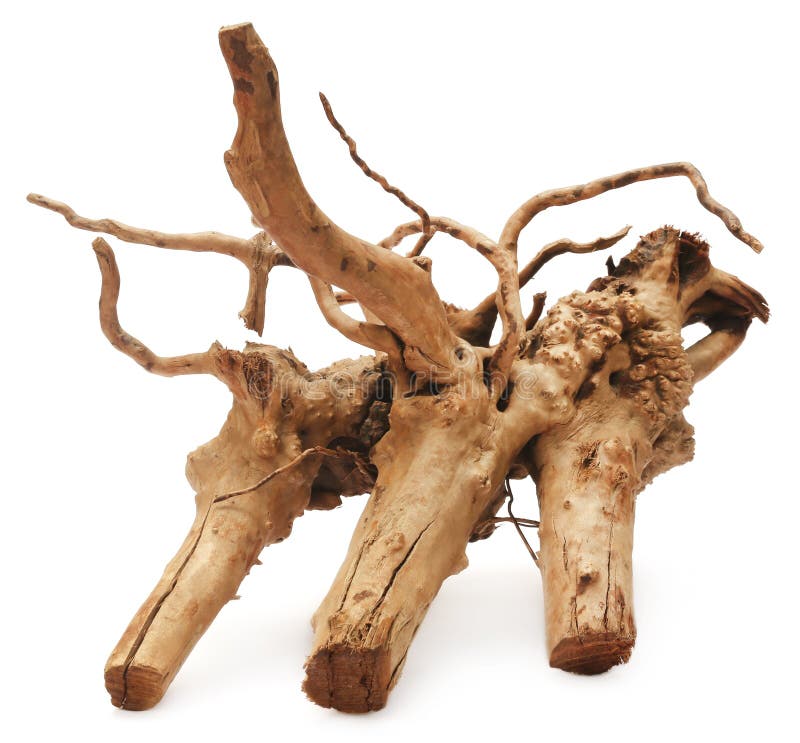 Aquarium Root stock image. Image of root, horizontal - 45390517