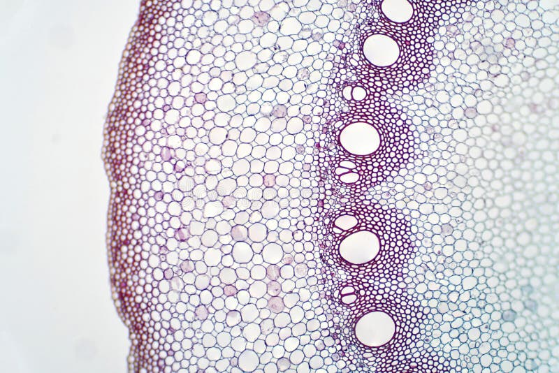 Root Plant Show Root Vascular Tissue Under Light Microscope View Stock ...