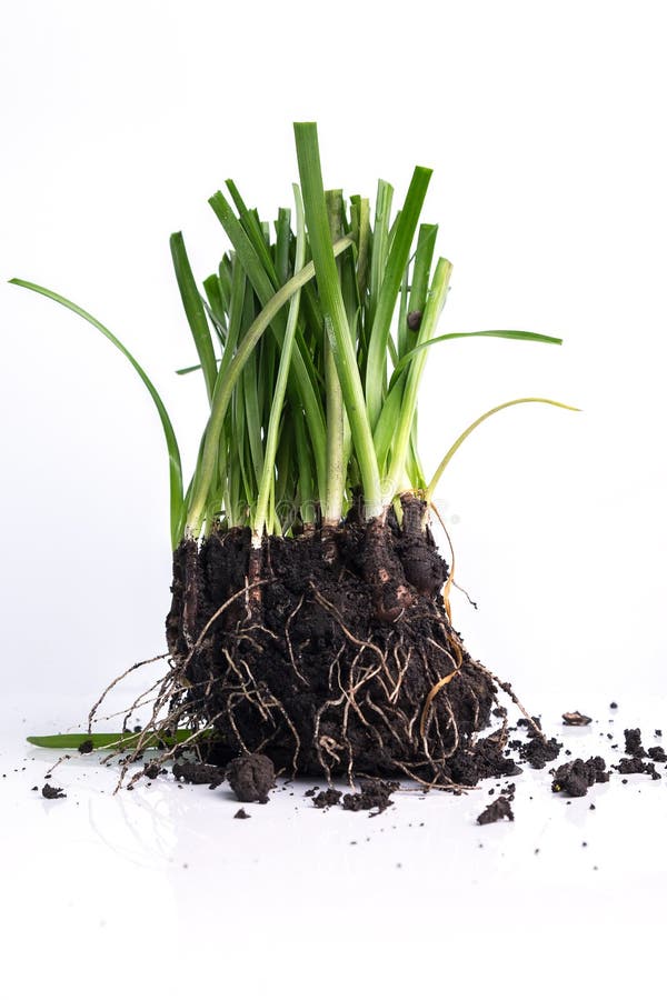 Root Soil Stock Photos - Download 26,764 Royalty Free Photos