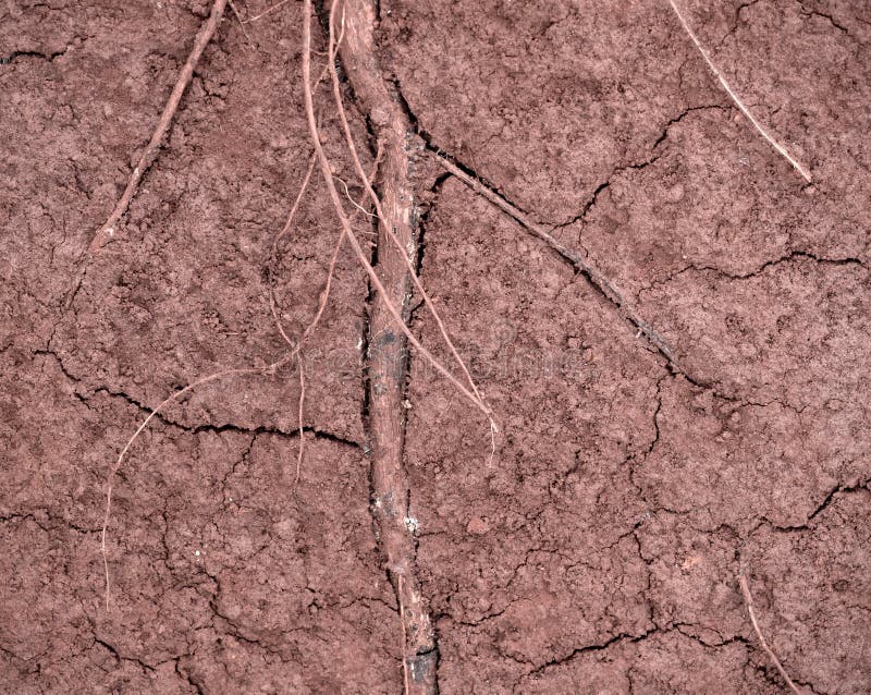 Root Soil Stock Photos - Download 26,764 Royalty Free Photos