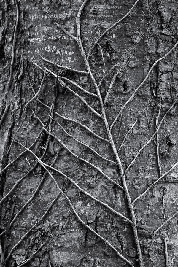 The Root of a Plant on a Tree Stem Stock Image - Image of creeper ...