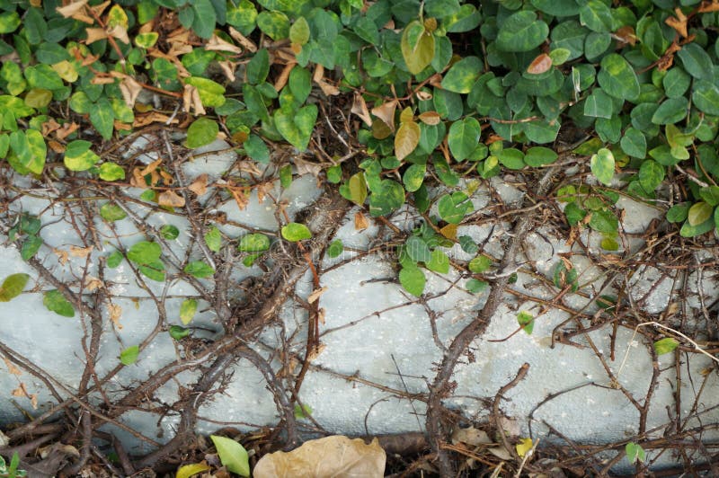 Root Texture on the Wall Photo Stock Image - Image of pattern, popular ...