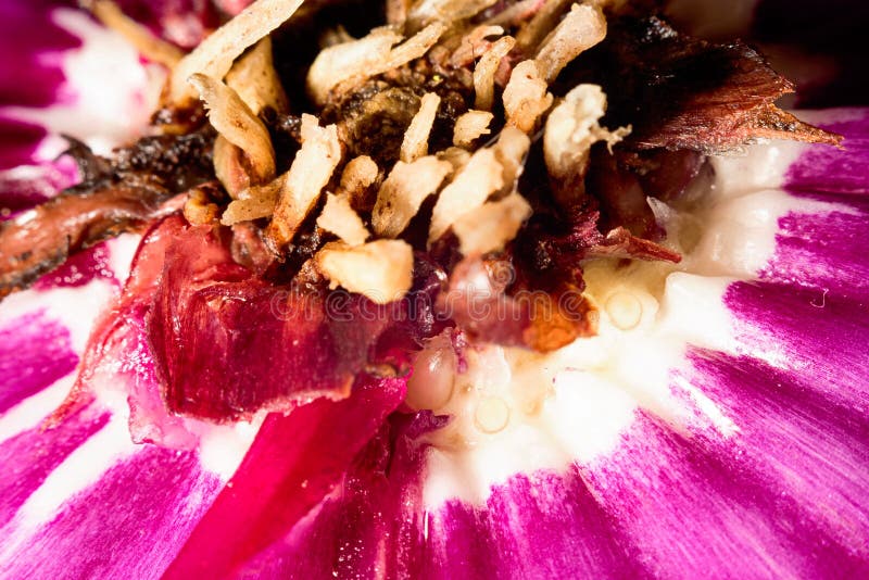 Root of purple onion stock image. Image of detail, bright - 99168259