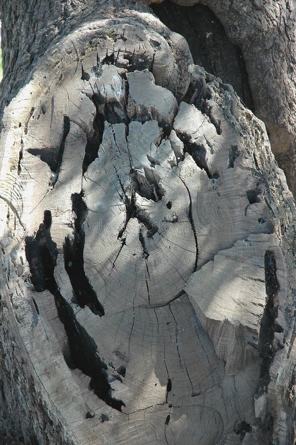 Root rings stock image. Image of backgrounds, cracked - 83033959