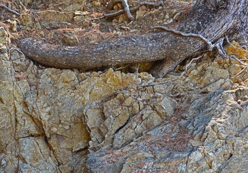 Root and rock stock photo. Image of horizontal, tree - 342090310