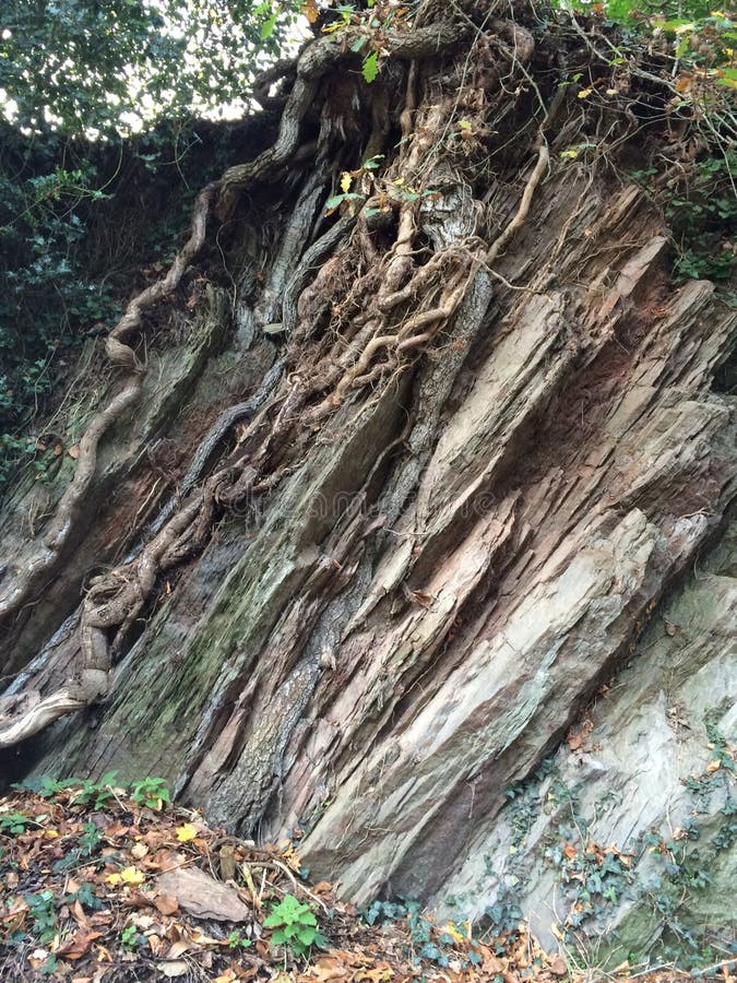 Plant Root Growing through the Cracks of a Rock Stock Image - Image of ...