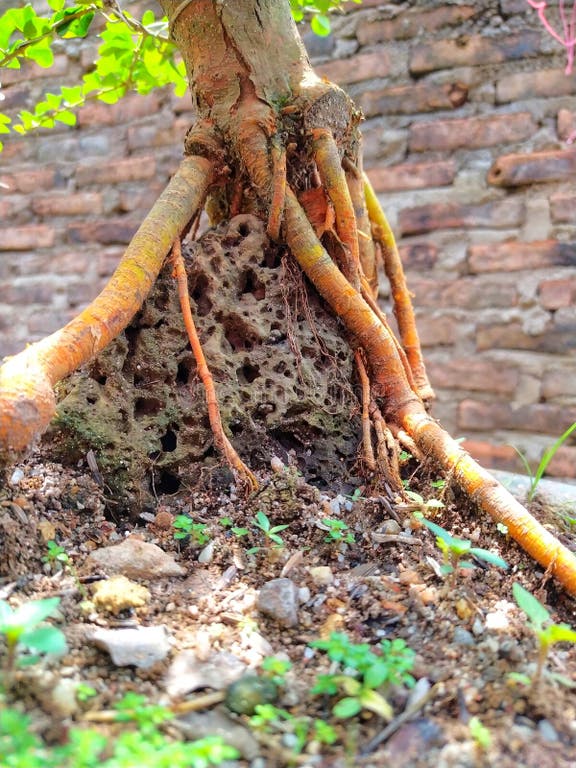 Root of the Root Upper Ground for Plenty Stock Photo - Image of root ...