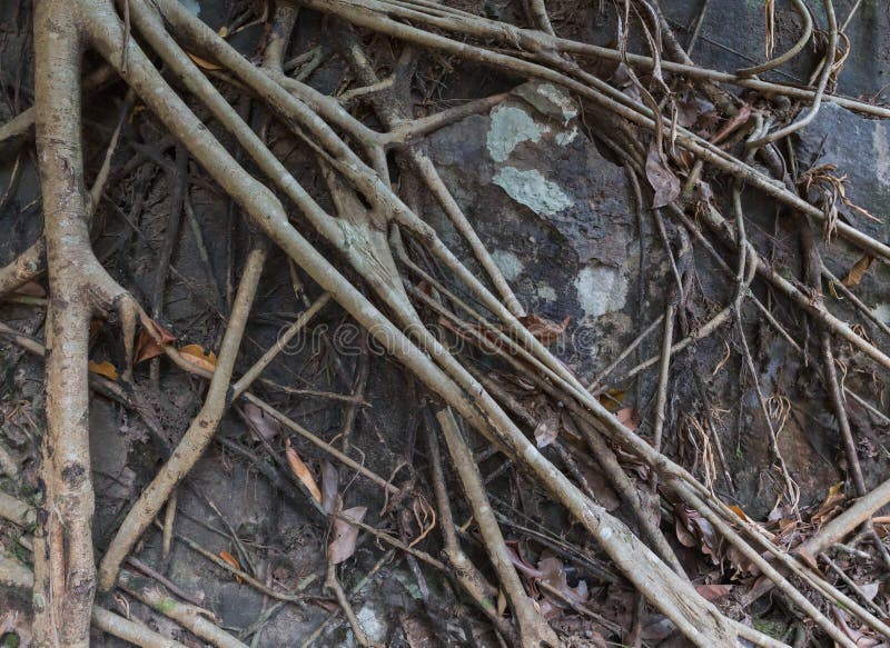 Root stock photo. Image of forest, garden, wood, outdoor - 66153446