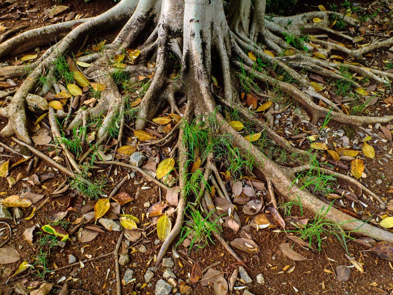 Root stock image. Image of time, plant, tracery, format - 44056533