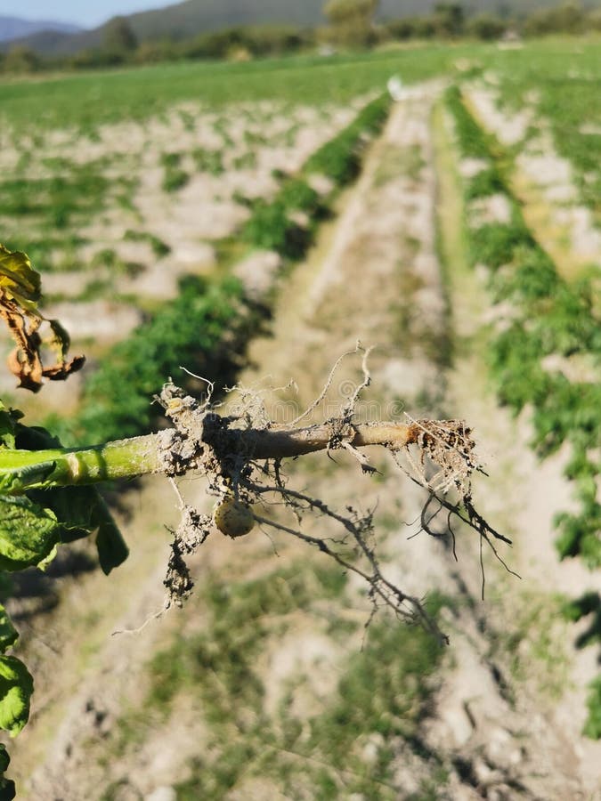 Root Rot Disease Symptom on Plant Root Stock Photo - Image of fungi ...