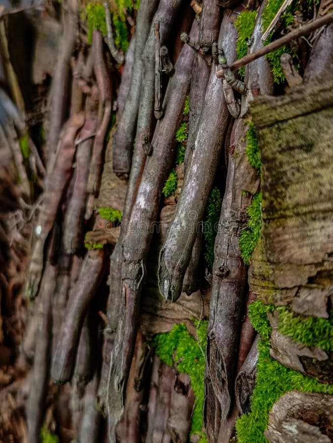 The root of the sago tree stock image. Image of botany - 322362665