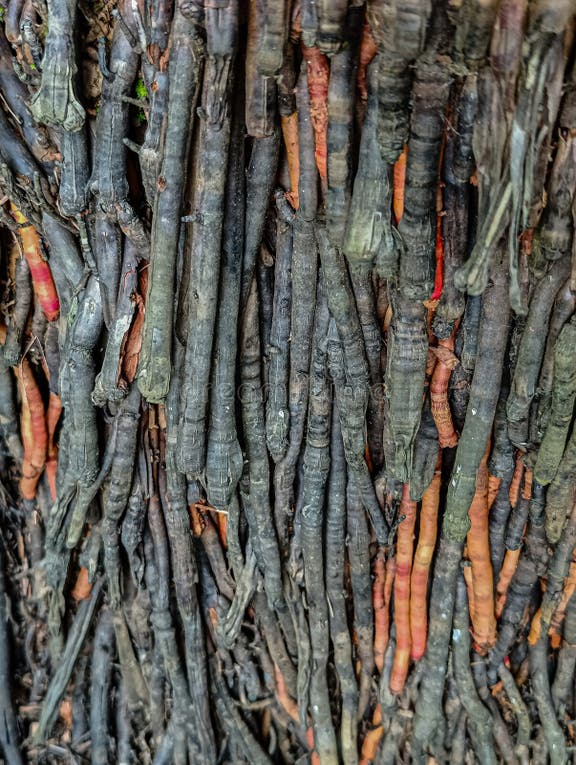 The root of the sago tree stock photo. Image of botany - 322362698