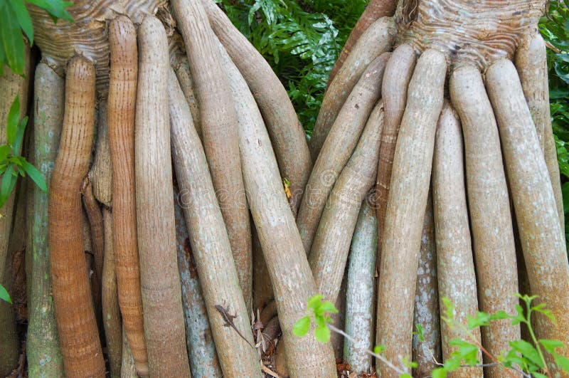 Root of Screwpine, Pandanus Utilis, Pandanaceae, from Madagascar. Stock ...