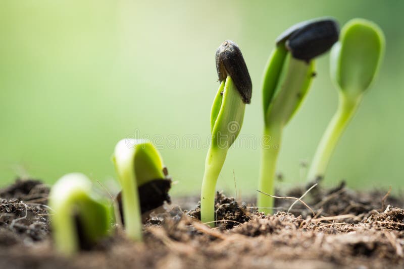 Root Seed on Soil Spring Season Stock Photo - Image of group, life ...