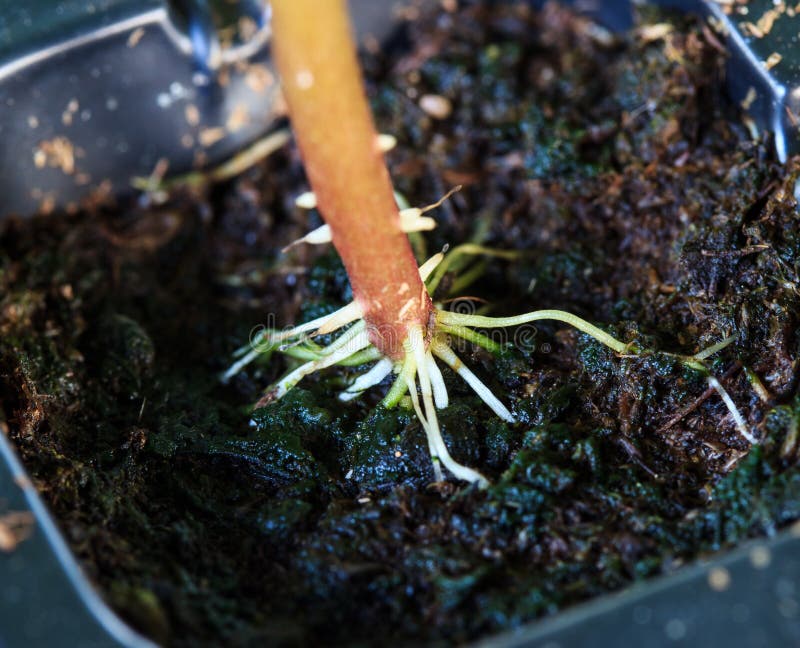 Root Seedling Marigold in Plastic Seed Tray. Stock Image - Image of ...