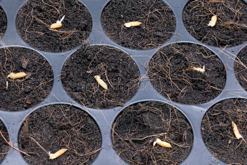 Root and seedling of rice stock image. Image of bean - 71866117