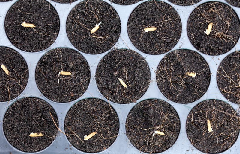 Root and seedling of rice stock image. Image of green - 71867275