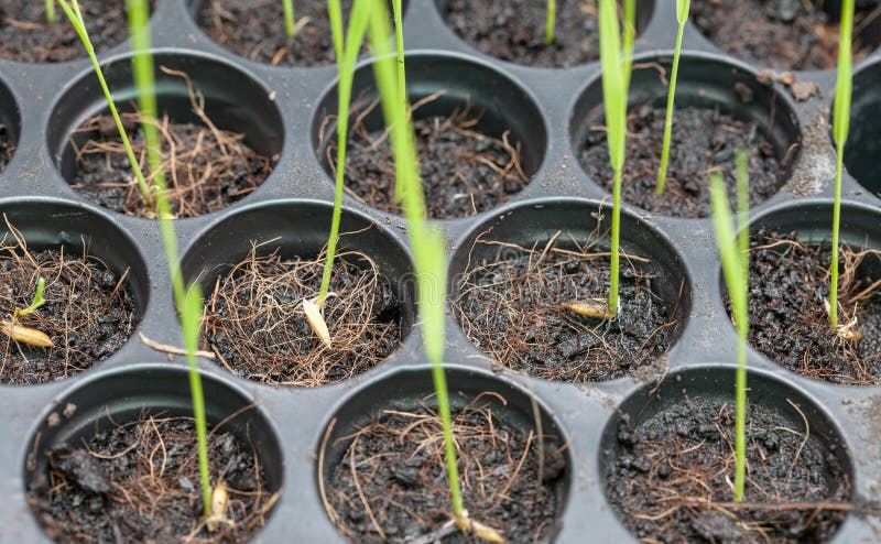 Rice Seedling Tray Plants Stock Photos - Free & Royalty-Free Stock ...