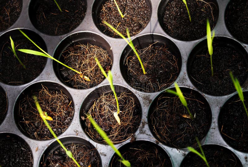 Root and seedling of rice stock image. Image of garden - 71871461