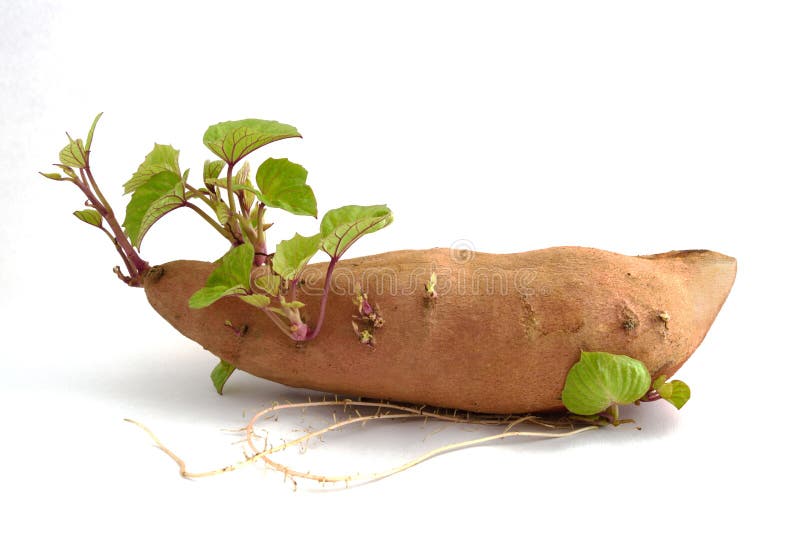 Root and Spread Sweet Potato Stock Photo - Image of batatas, food: 47976336
