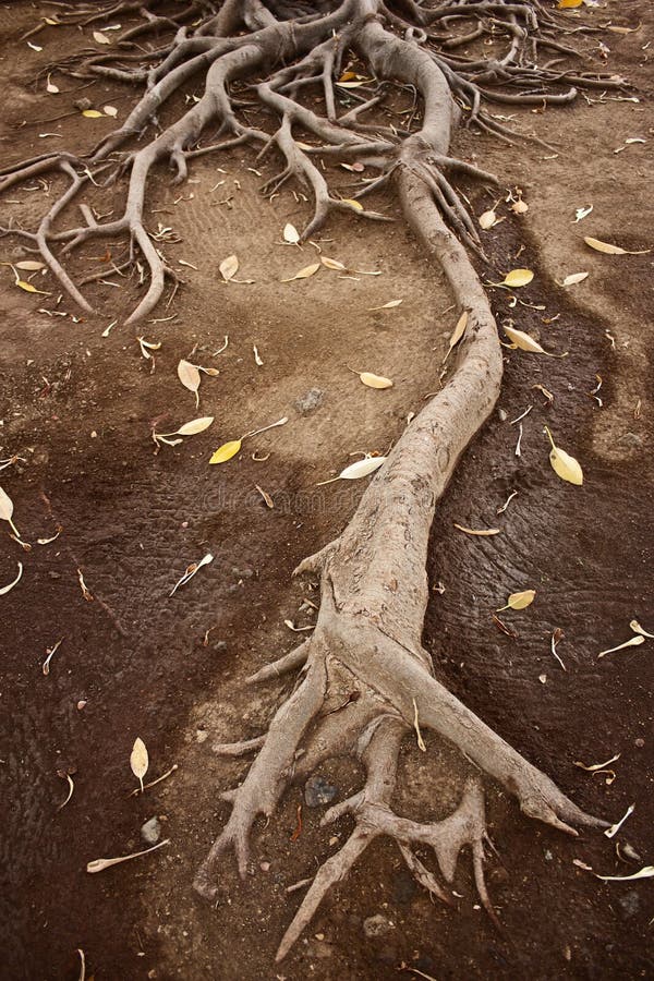 The Spreading Root System Of The Old Tree On The Ground. The Variety Of ...