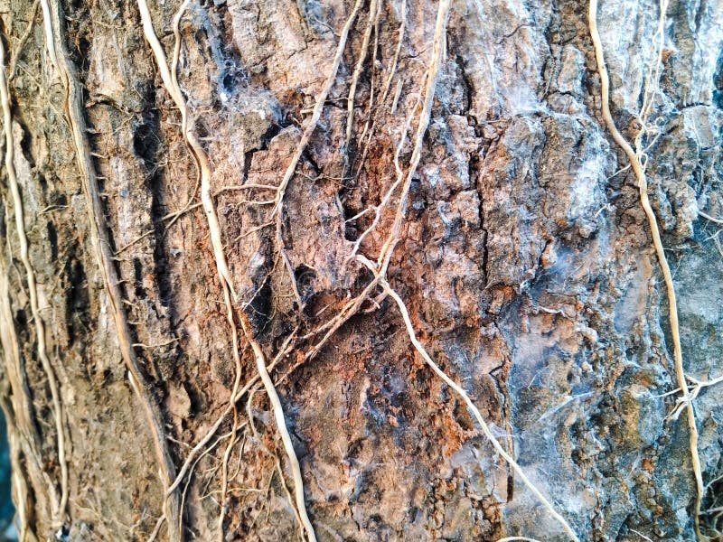 Tree Roots Part 2 1 stock photo. Image of aged, skin - 385068532