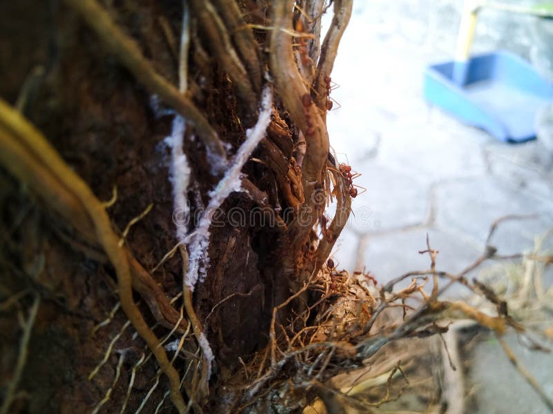 Tree Roots Part 2 3 stock photo. Image of grass, plant - 385068550