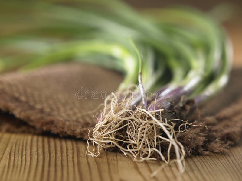Root of spring onion stock photo. Image of closeup, produce - 48630100