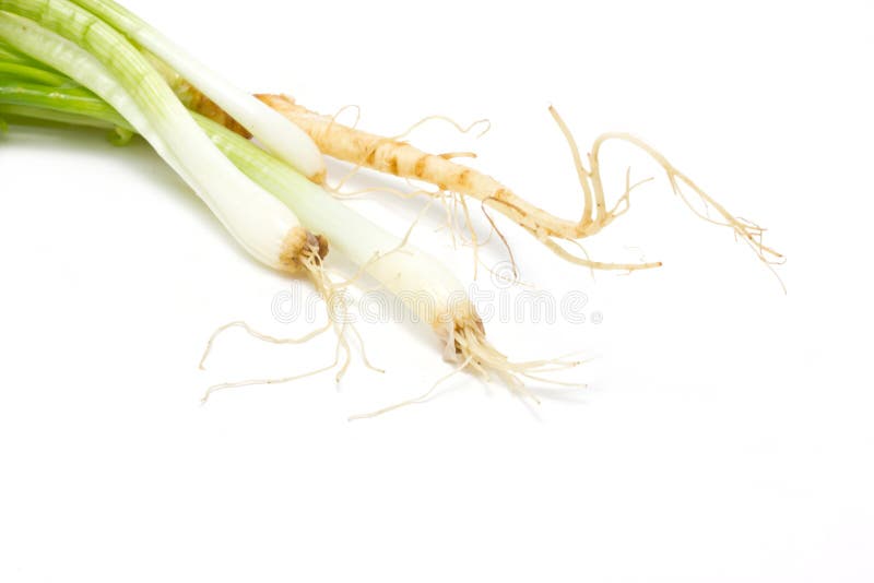 Spring Onion Grow in Used Water Bottle. Stock Photo - Image of leaf ...