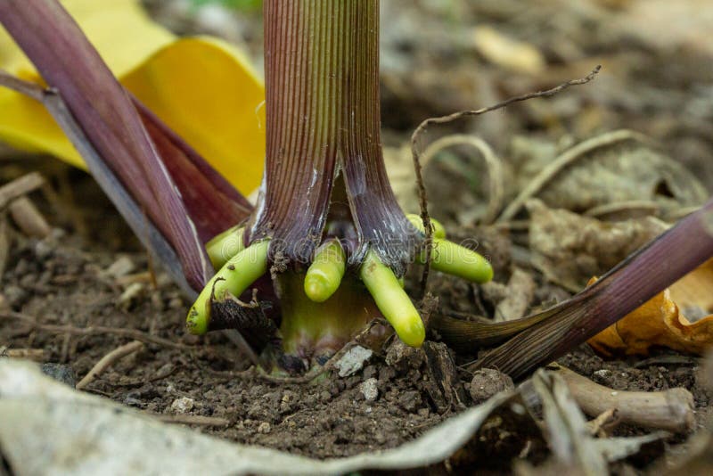 The Root of the Stem of the Corn Tree, Air Roots Stock Image - Image of ...