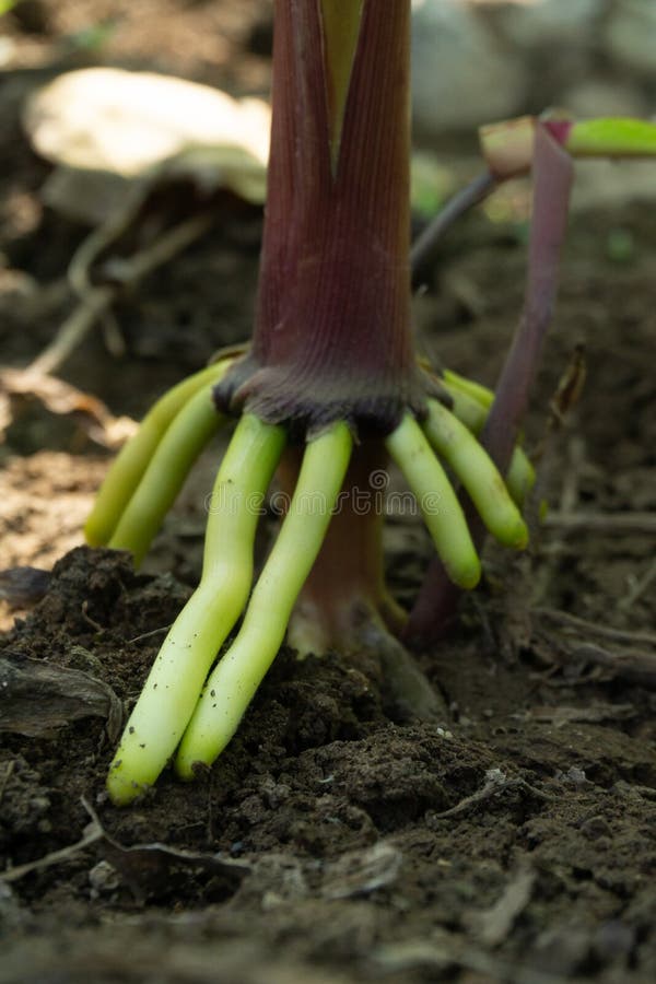 Overgrown Roots Strangling a Tree in the Jungle Near Siem Reap ...