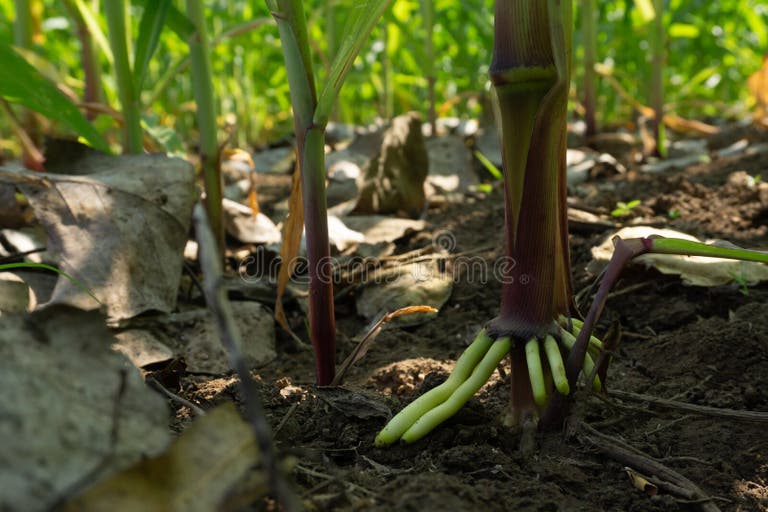 579 Corn Root Growth Stock Photos - Free & Royalty-Free Stock Photos ...