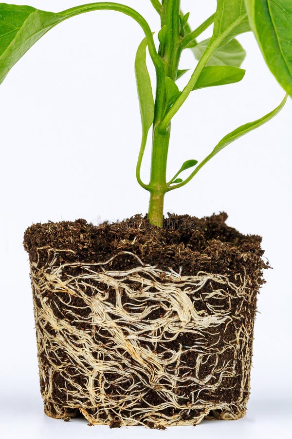 Soil Developed Root System Stock Photos - Free & Royalty-Free Stock ...