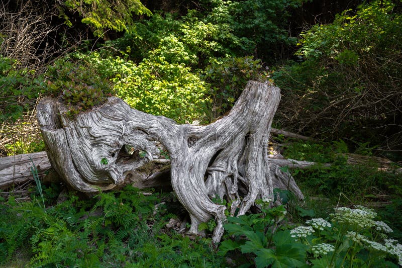 Root and Stem Structures of a Dead Tree Stock Image - Image of reserve ...