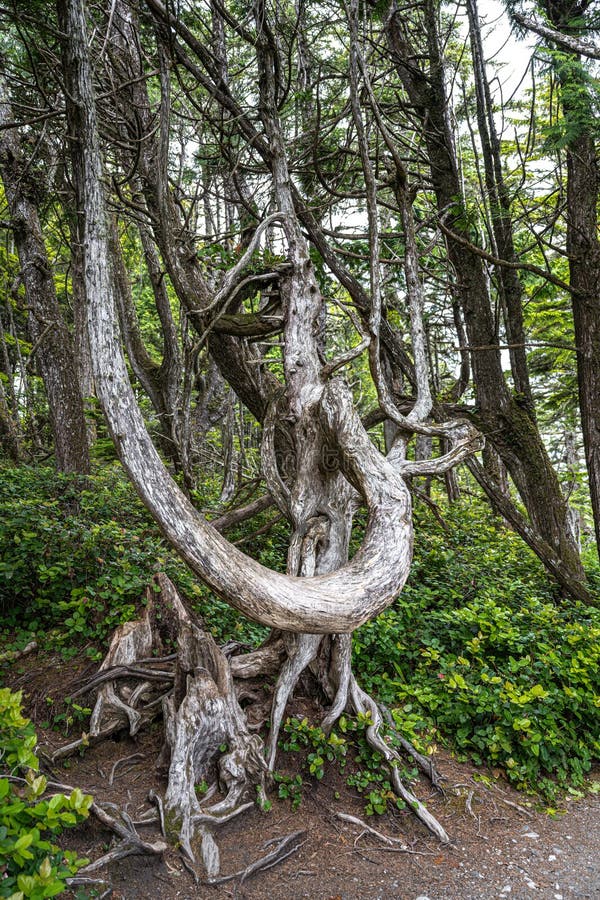 Root and Stem Structures of a Tree Stock Image - Image of ecosystem ...
