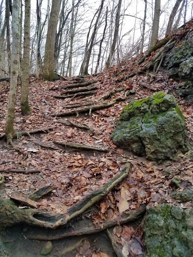 Root Steps stock photo. Image of forest, rocks, trail - 84762998