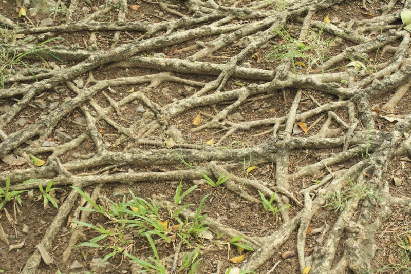 Root Sticks To the Ground for Photosynthesis,Root Brown on Ground with ...
