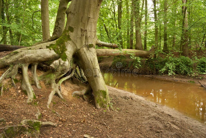 River with tree roots stock image. Image of break, rinsed - 21160465