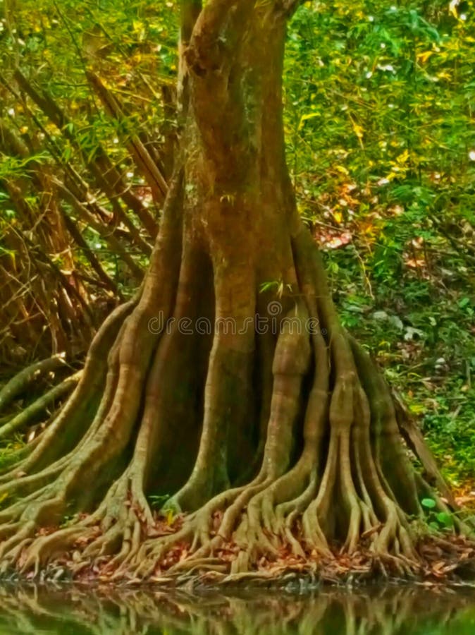 Root Structure of Banyan Tree Stock Photo - Image of tree, roots: 133429458