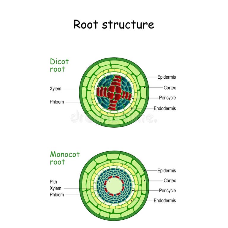 Monocot Root Stock Illustrations – 135 Monocot Root Stock Illustrations ...
