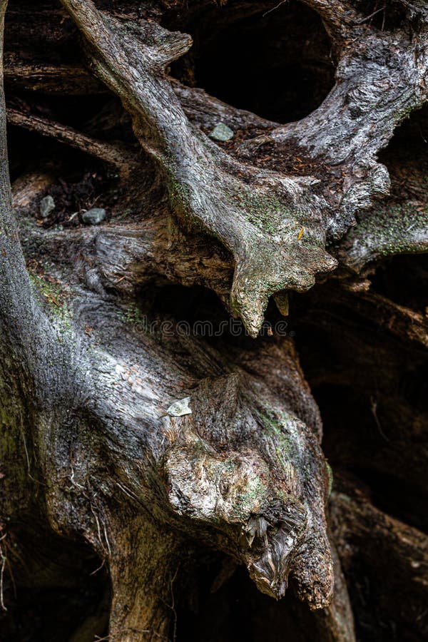 193 Old Dead Cedar Tree Stock Photos - Free & Royalty-Free Stock Photos ...